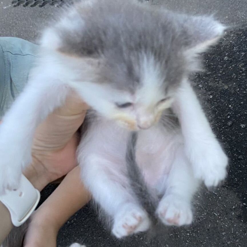 Котята в добрые руки мальчики и девочка
