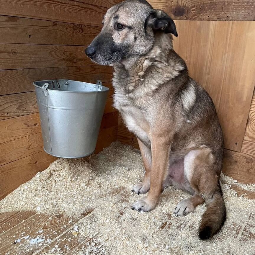 Пёс Гирос в добрые руки