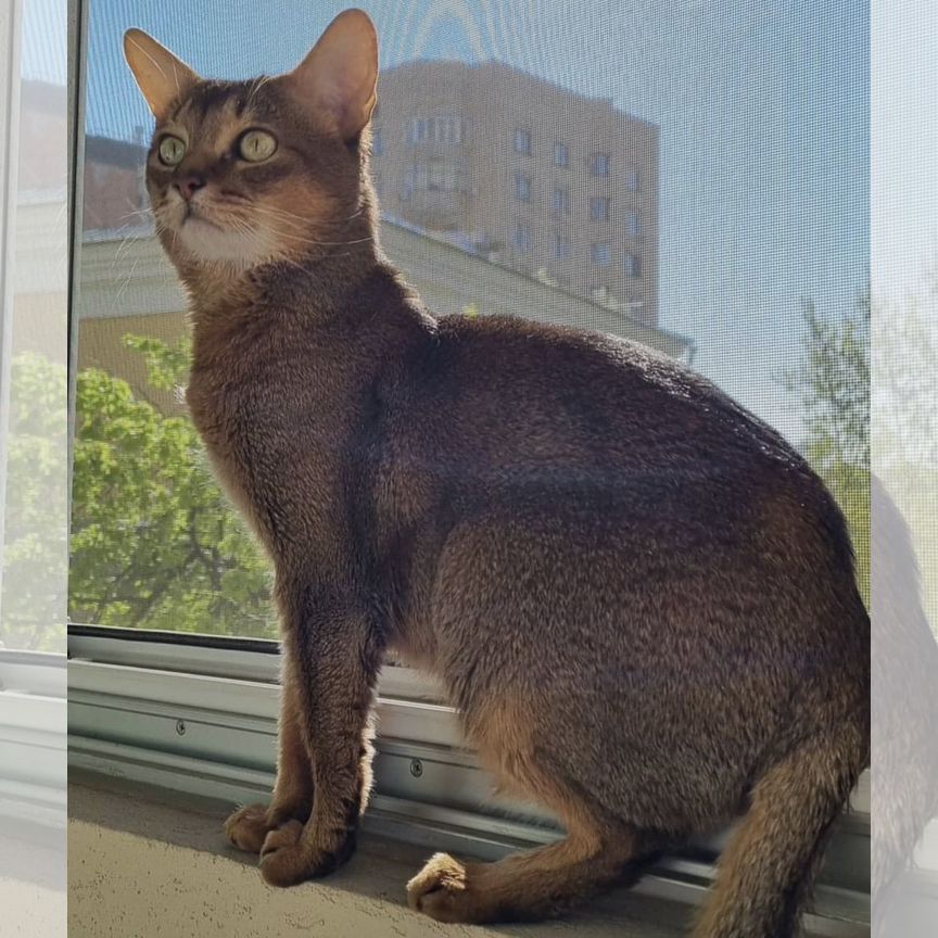 Абиссинский, взрослый кот