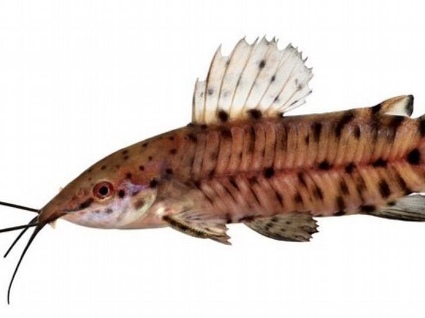 Сомики торакатумы (таракатум)