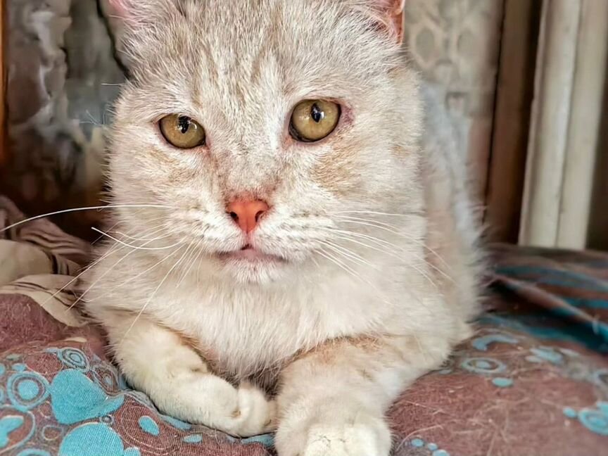 Кот с мозжечковой атаксией тоже хочет любви