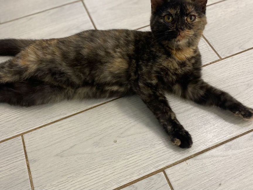 Котенок черепашка
