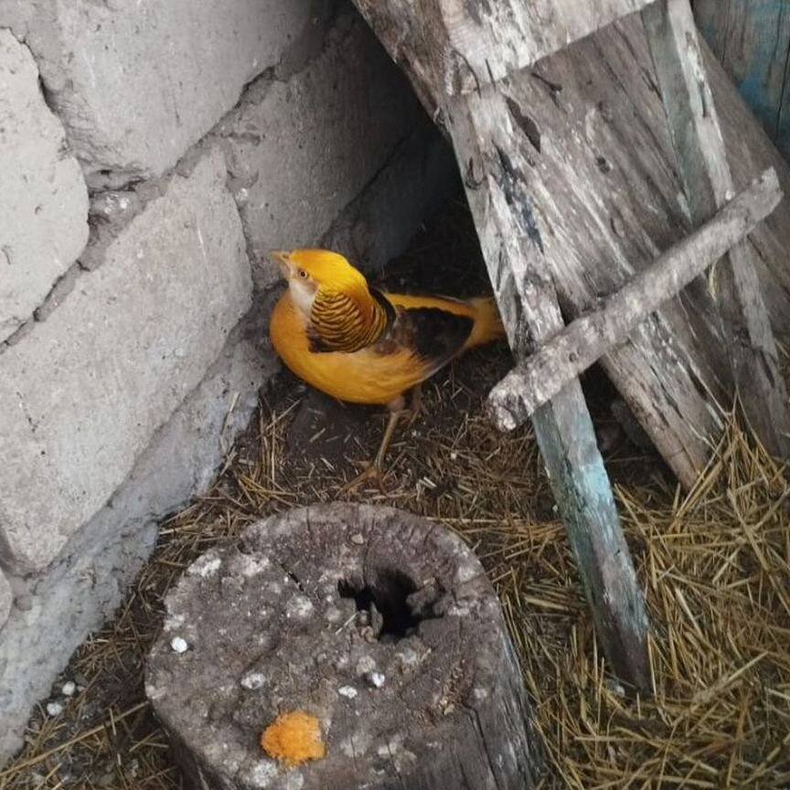 Домашние птицы