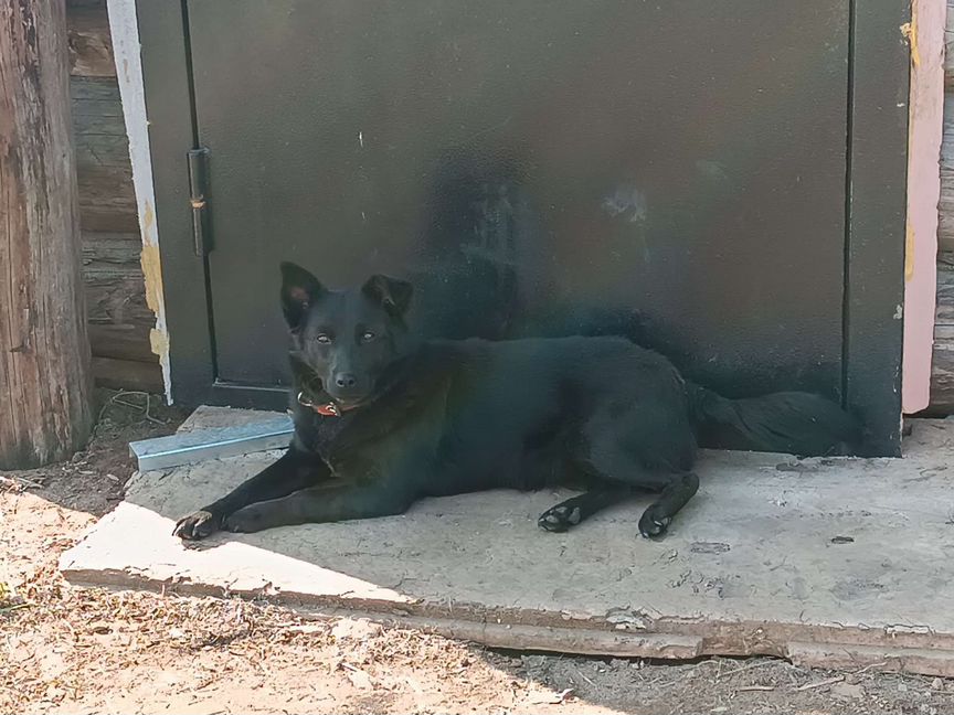 Небольшая собачка в дар