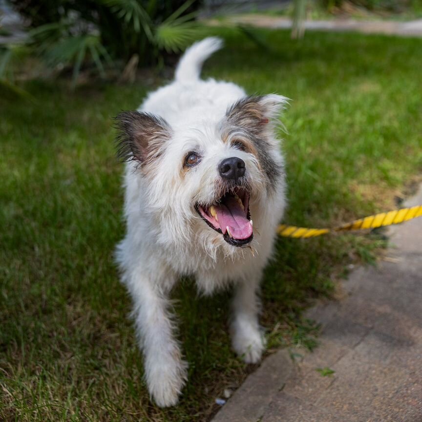 Собака в добрые руки