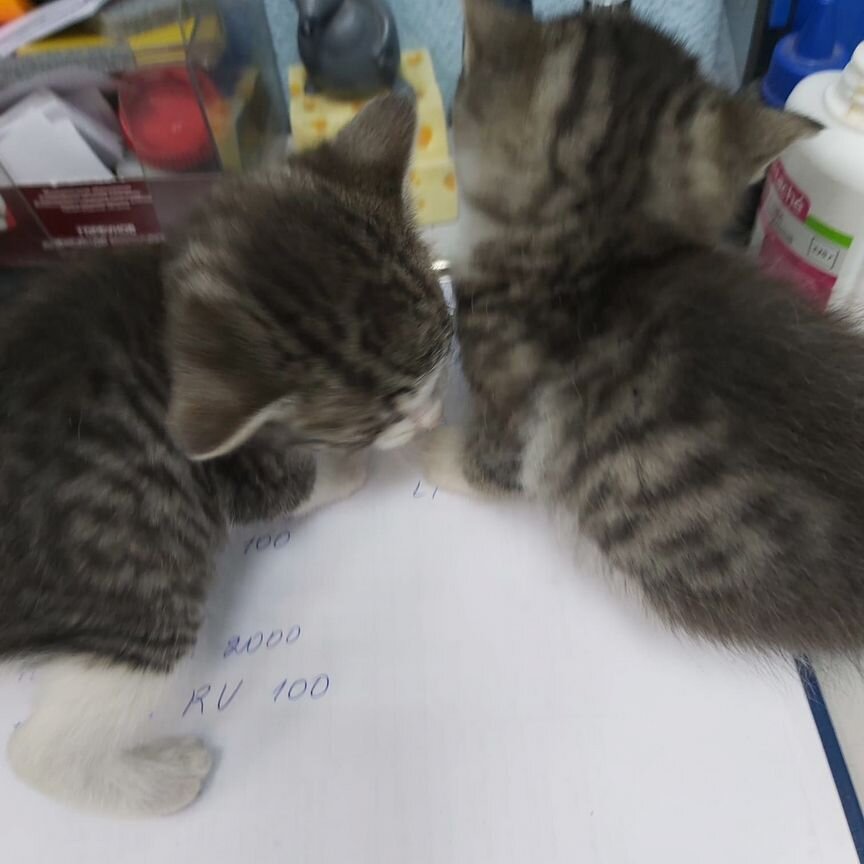 Котята месячные