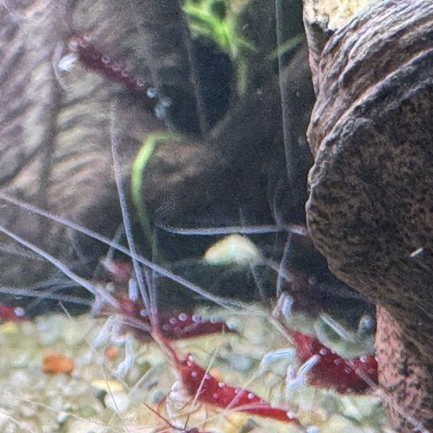 Kревeтки Cулавeси Кардинaл