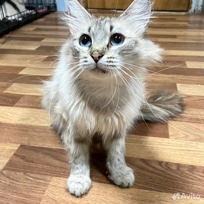 Фенотип невской маскарадной из приюта в дар