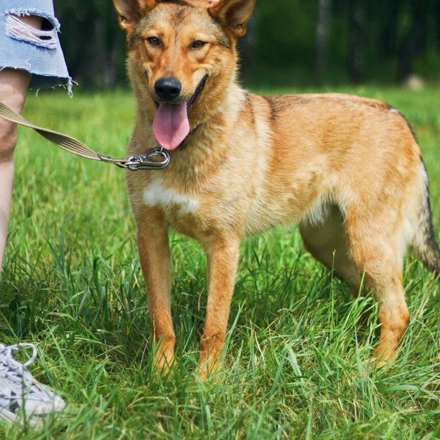 Бедная собака томится в душной клетке