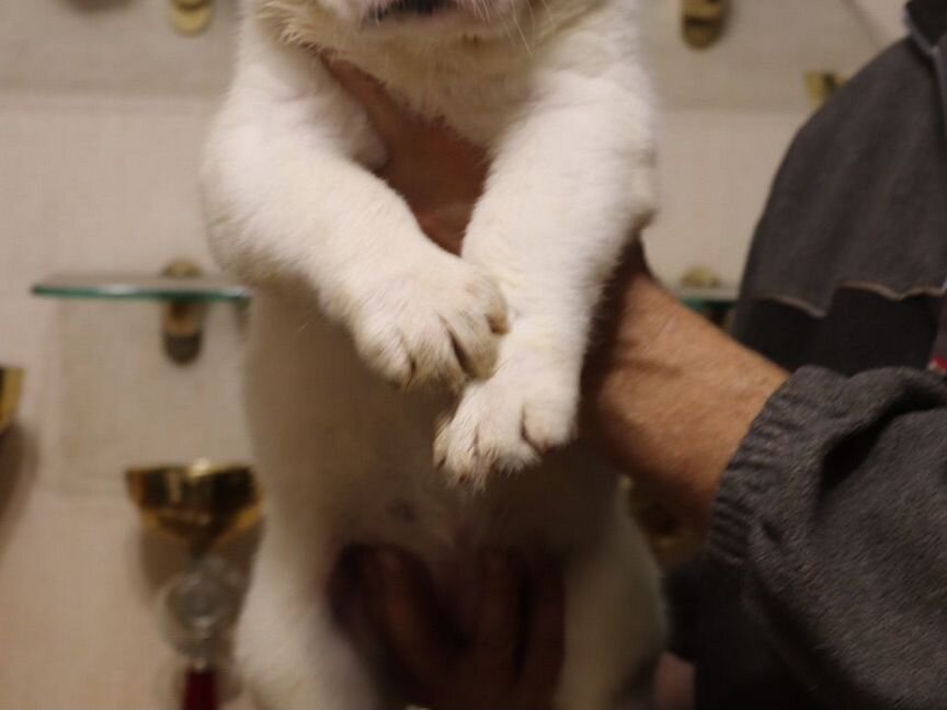 Среднеазиатская овчарка