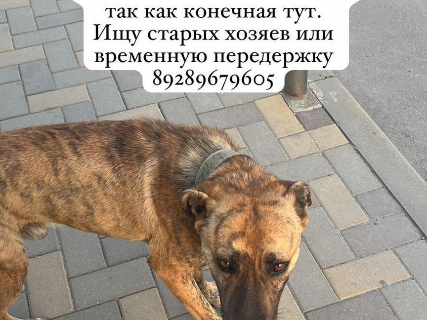 Потерялась собака