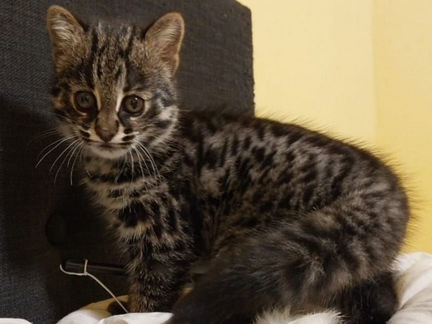 Эксклюзивные котята Amurcat (Амуркэт)