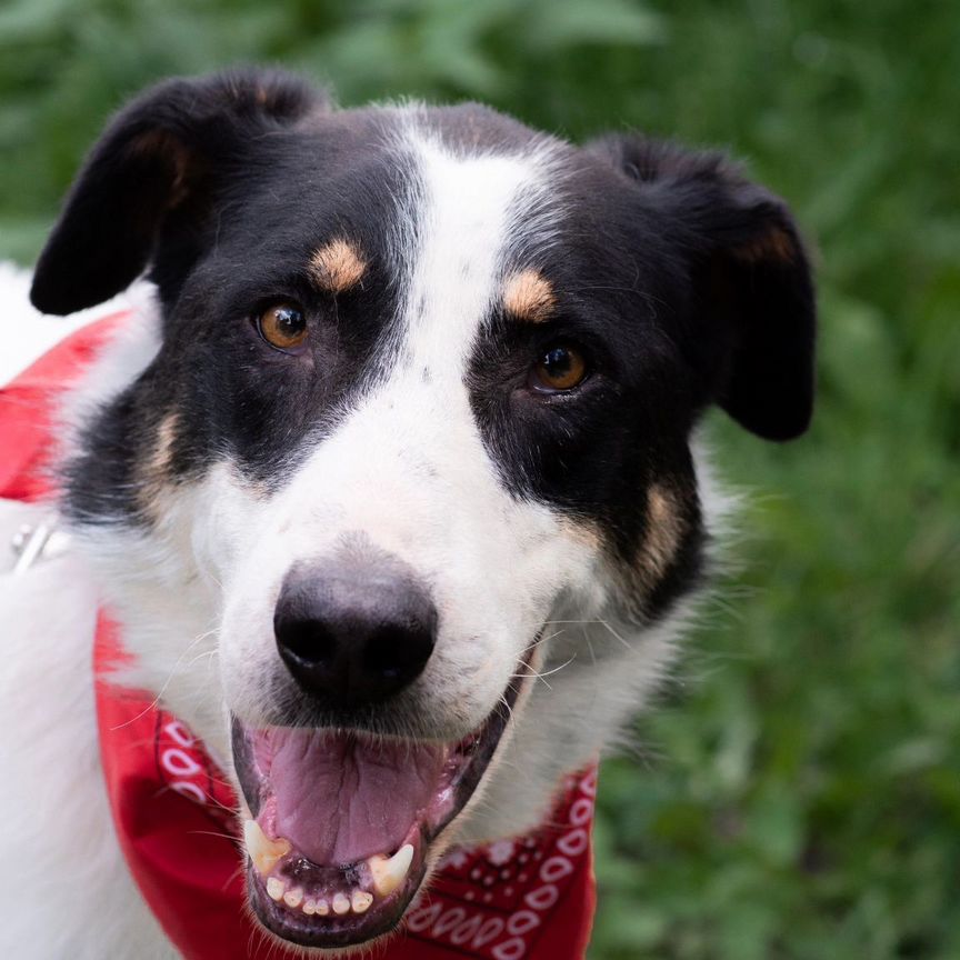 Красивый пес Джек в добрые руки