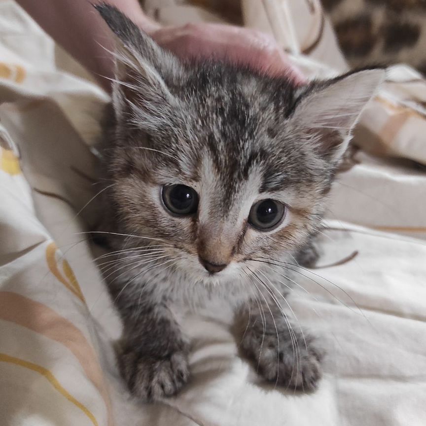 Котёнок в добрые руки