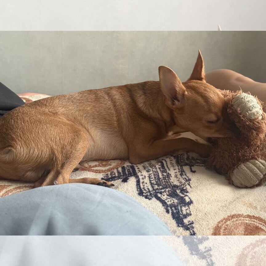 Русский той-терьер, щенок