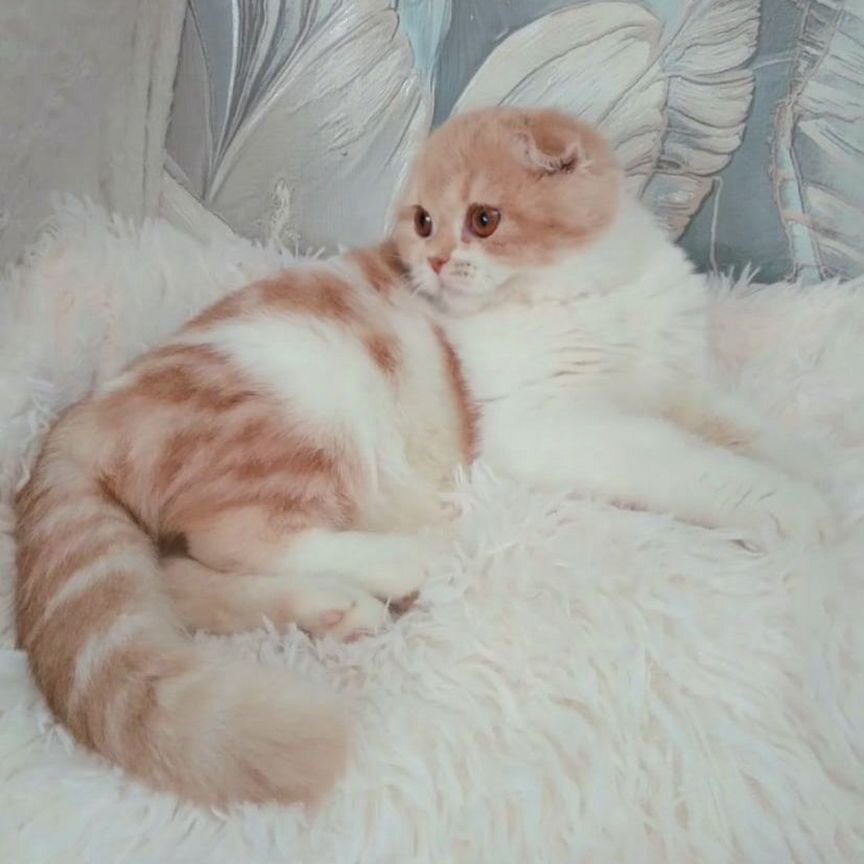 Вислоухая кремовая девочка