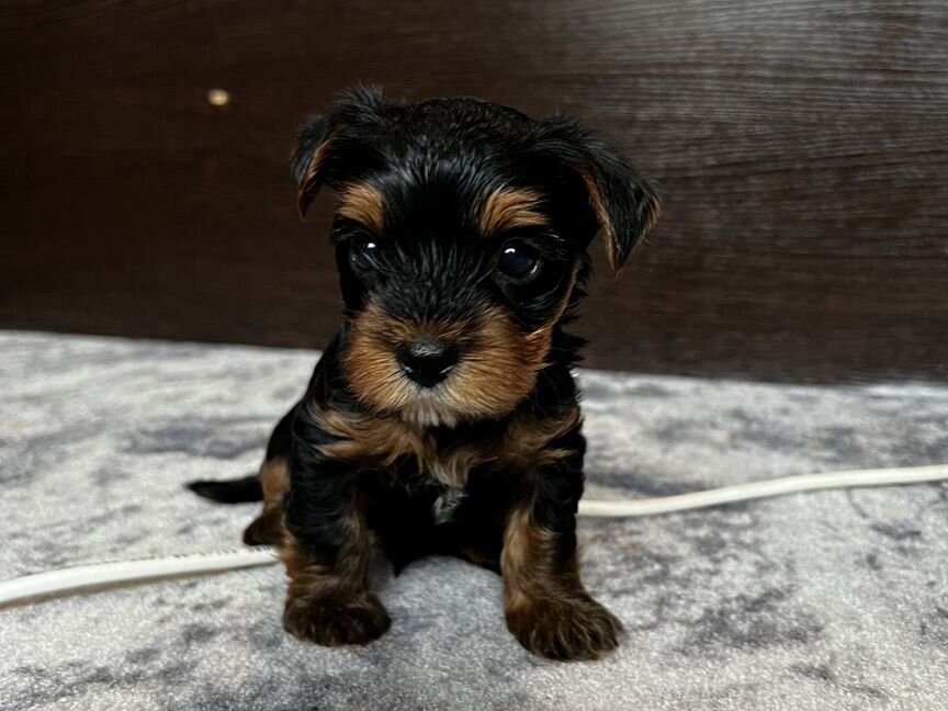 Йоркширский терьер