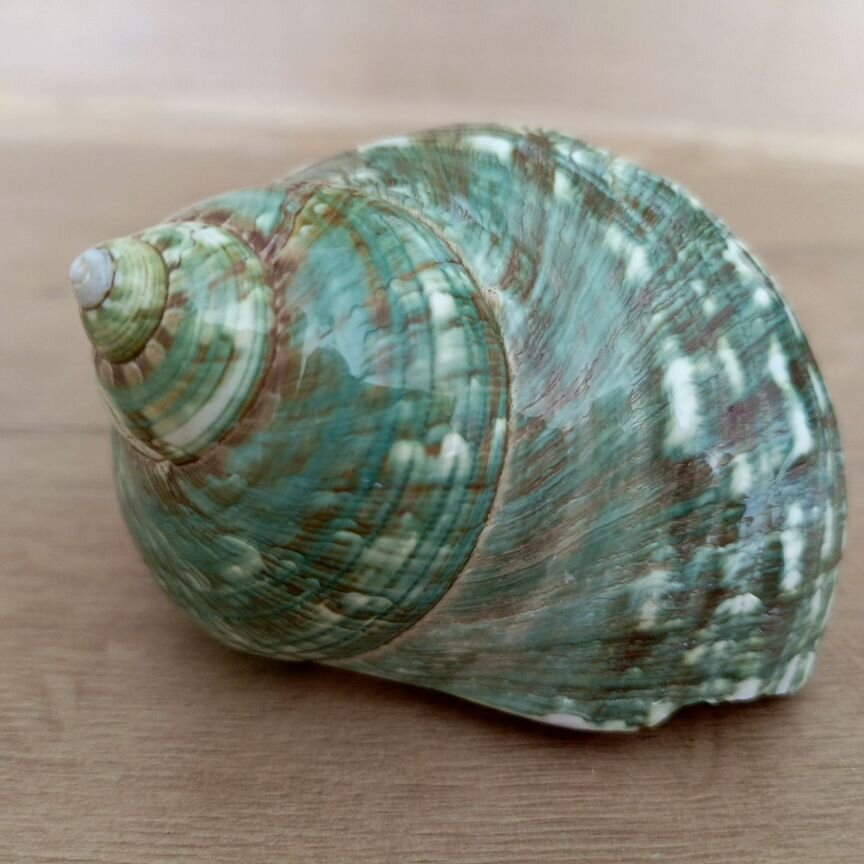 Ракушка морская большая