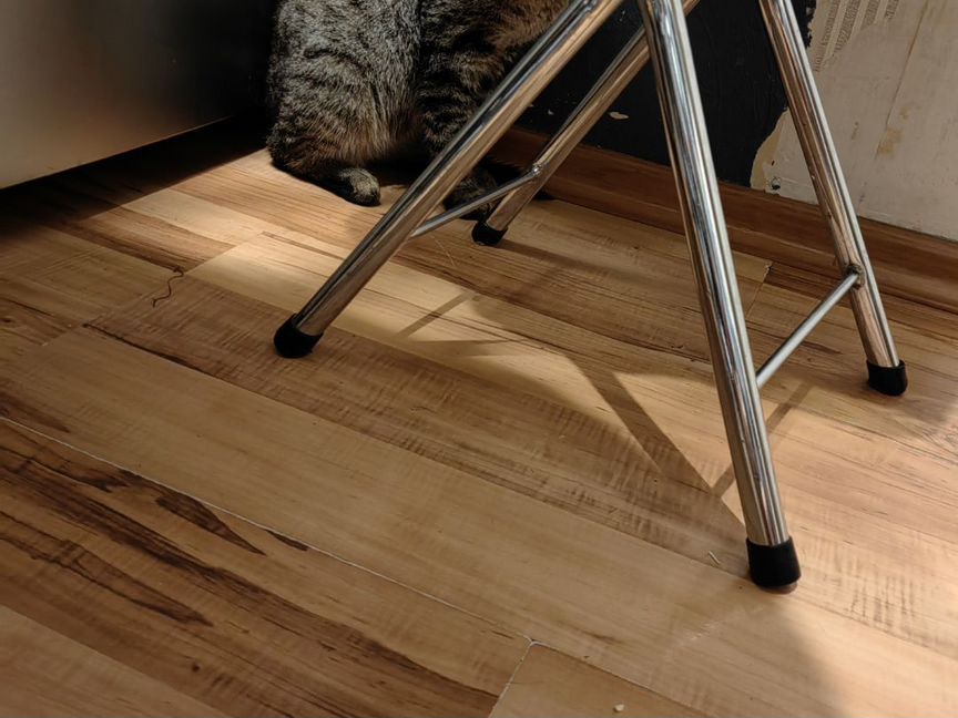 Отдам бесплатно кота