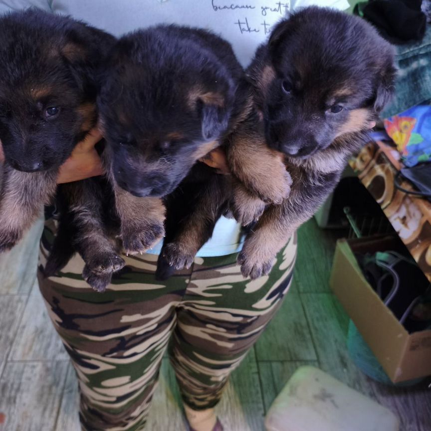 Немецкая овчарка, щенок