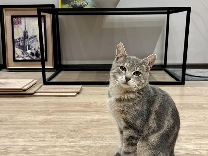 Дымчатый мраморный котенок-котик