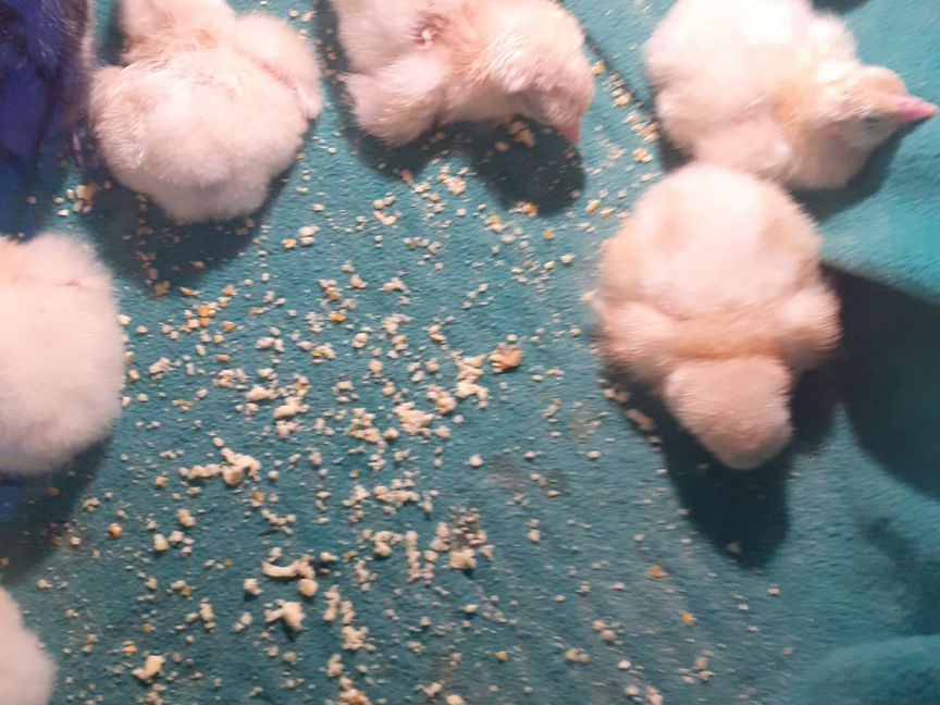 Бресс гальские