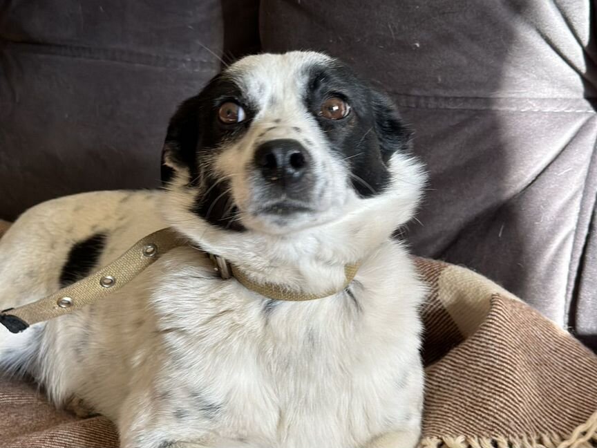 Собака в добрые руки даром