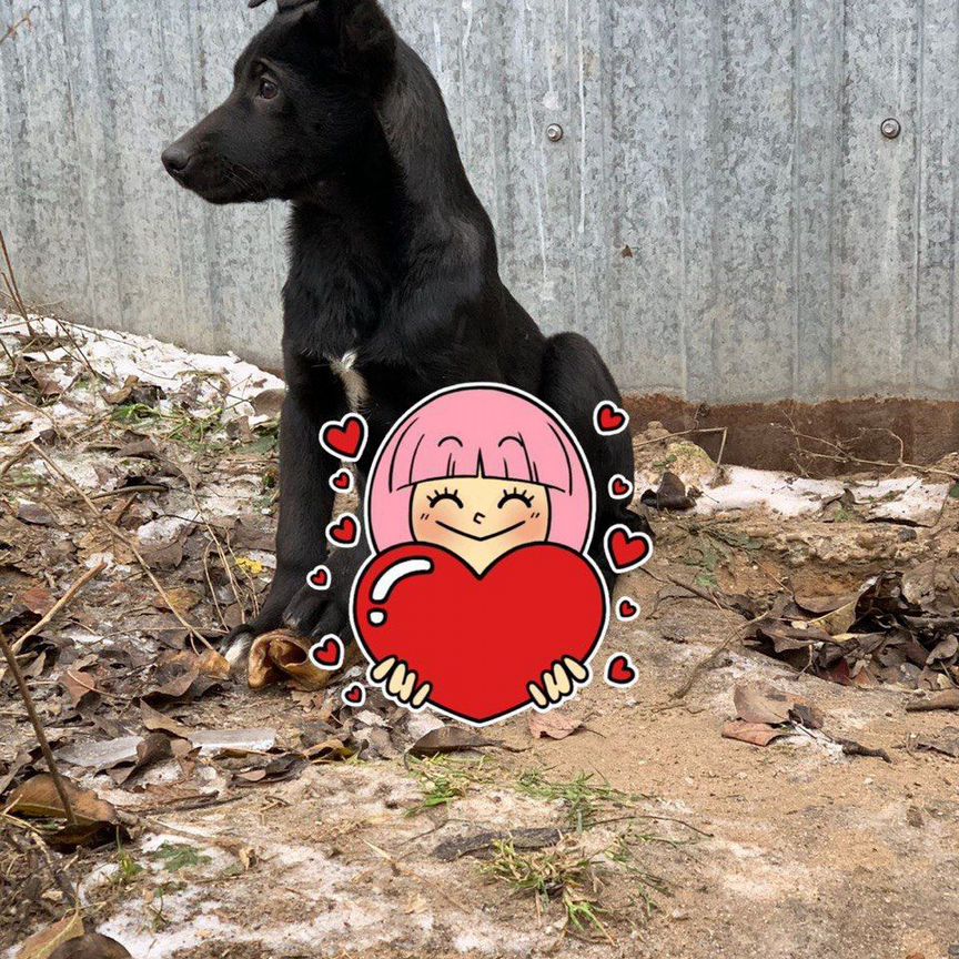 Щенок на счастье