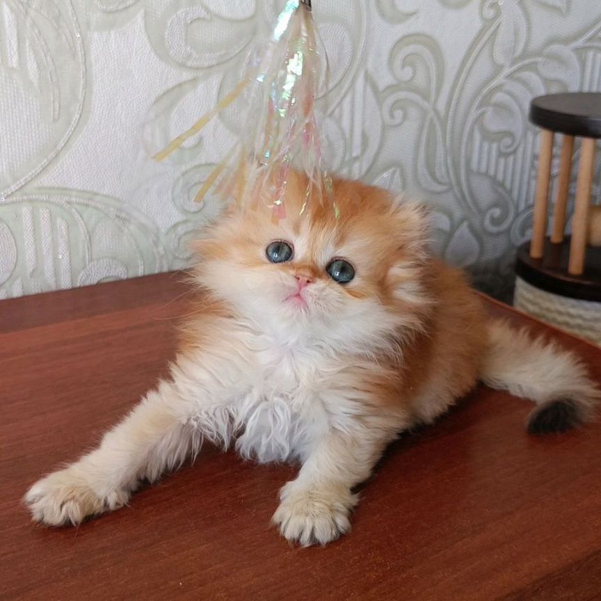 Золотая шиншилла, by11