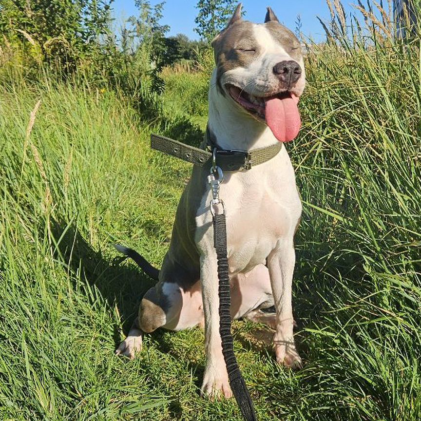 Американский стаффордширский терьер, взрослая собака