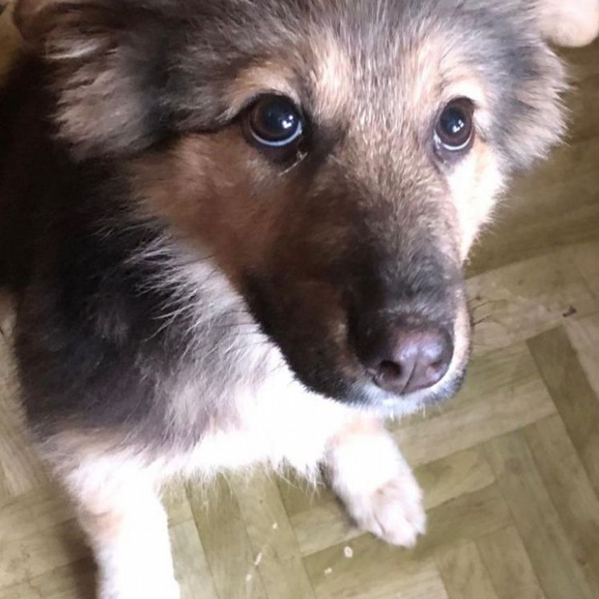 Щенок. Мальчик. Ищем дом