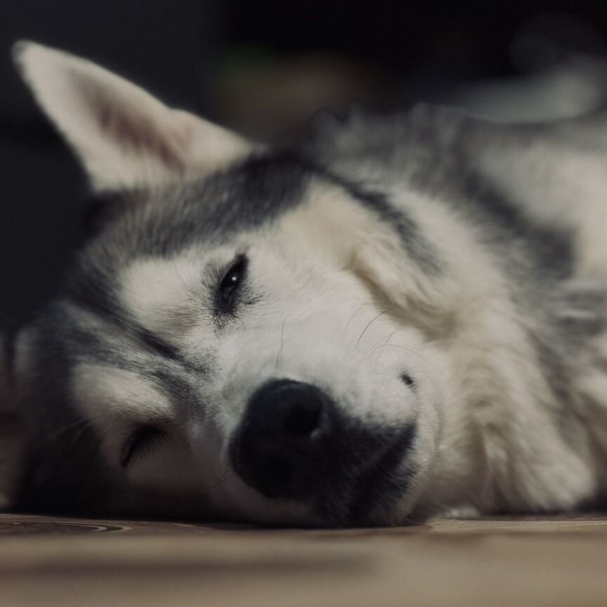 Отдам в добрые руки кабеля хаски