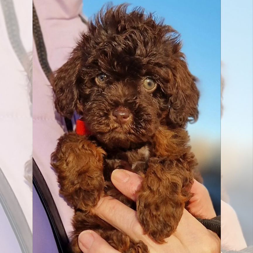 Пудель, щенок