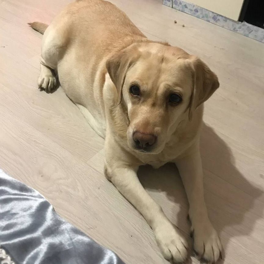 Лабрадор-ретривер, взрослая собака