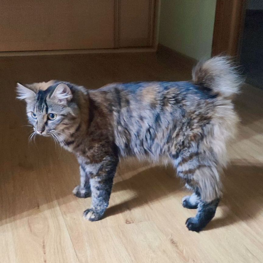 Ищем кота для кошки Курильский бобтейл. Вязка