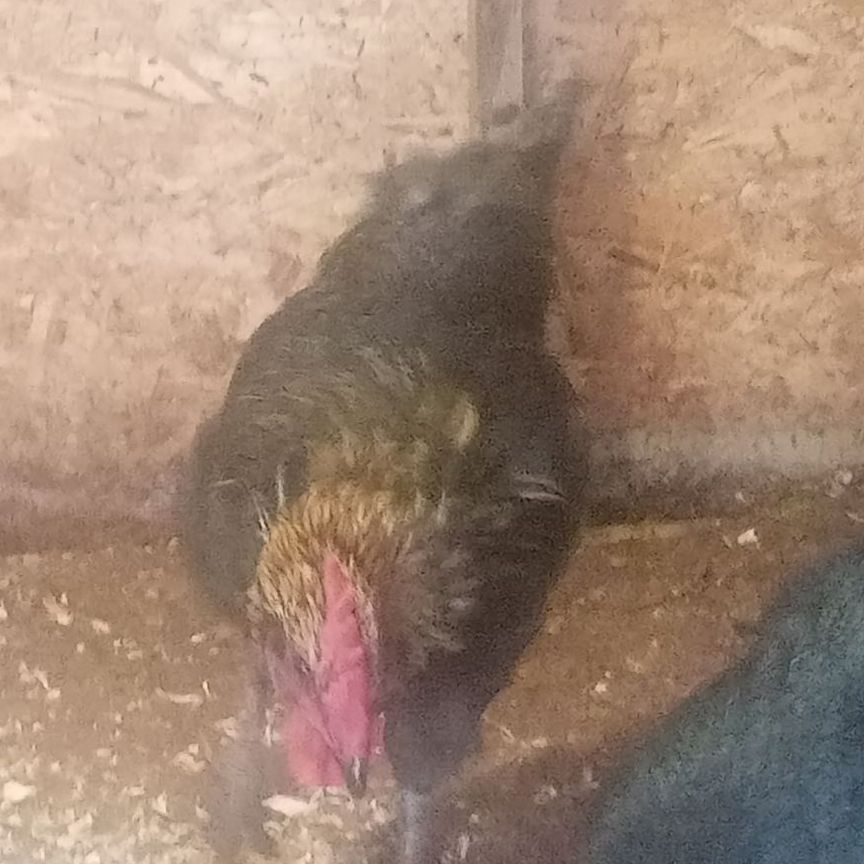 Петухи молодые домашние