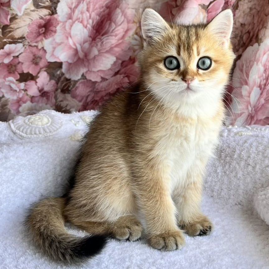 Британская золотая шиншилла кот