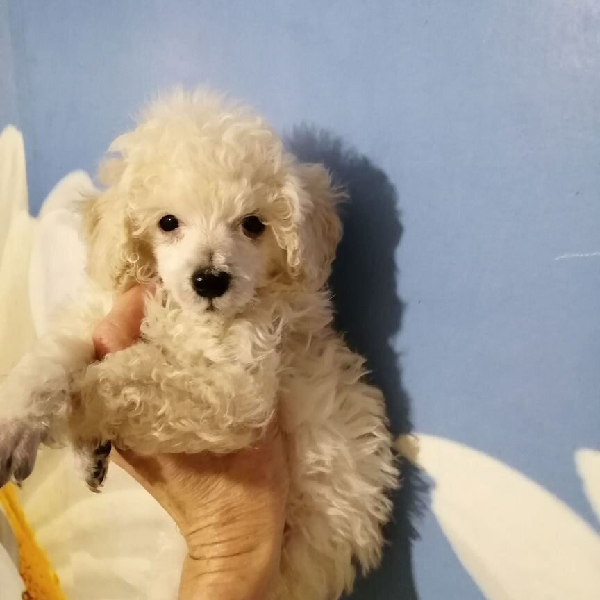 Щенки пуделя