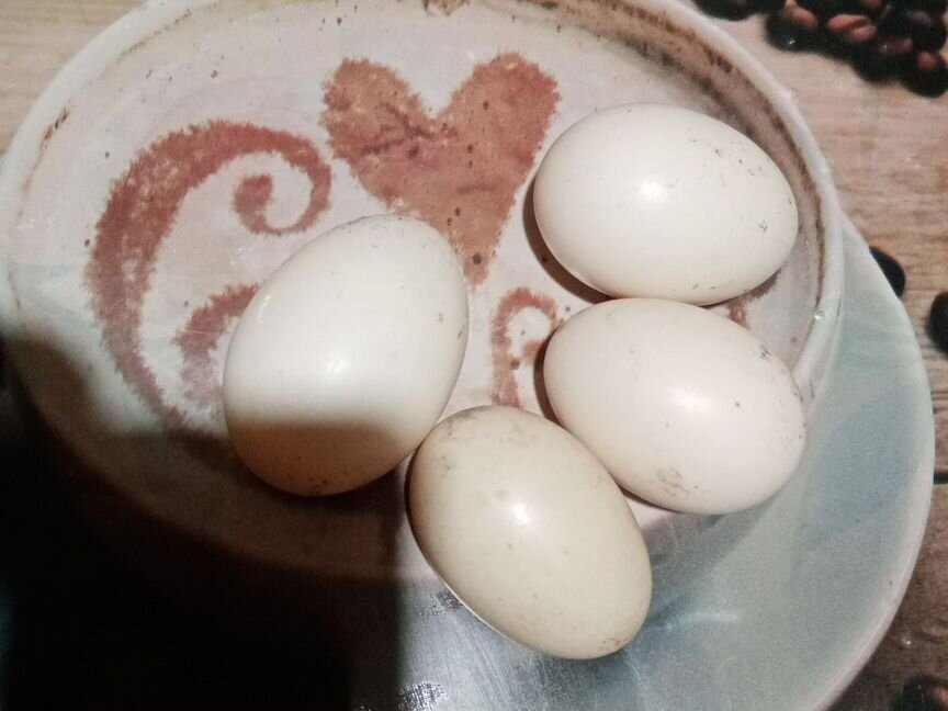 Утиные яйца