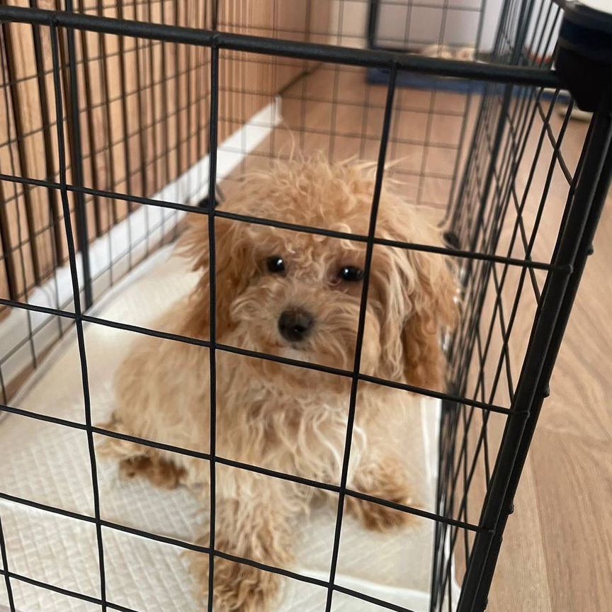 Мальтипу, щенок