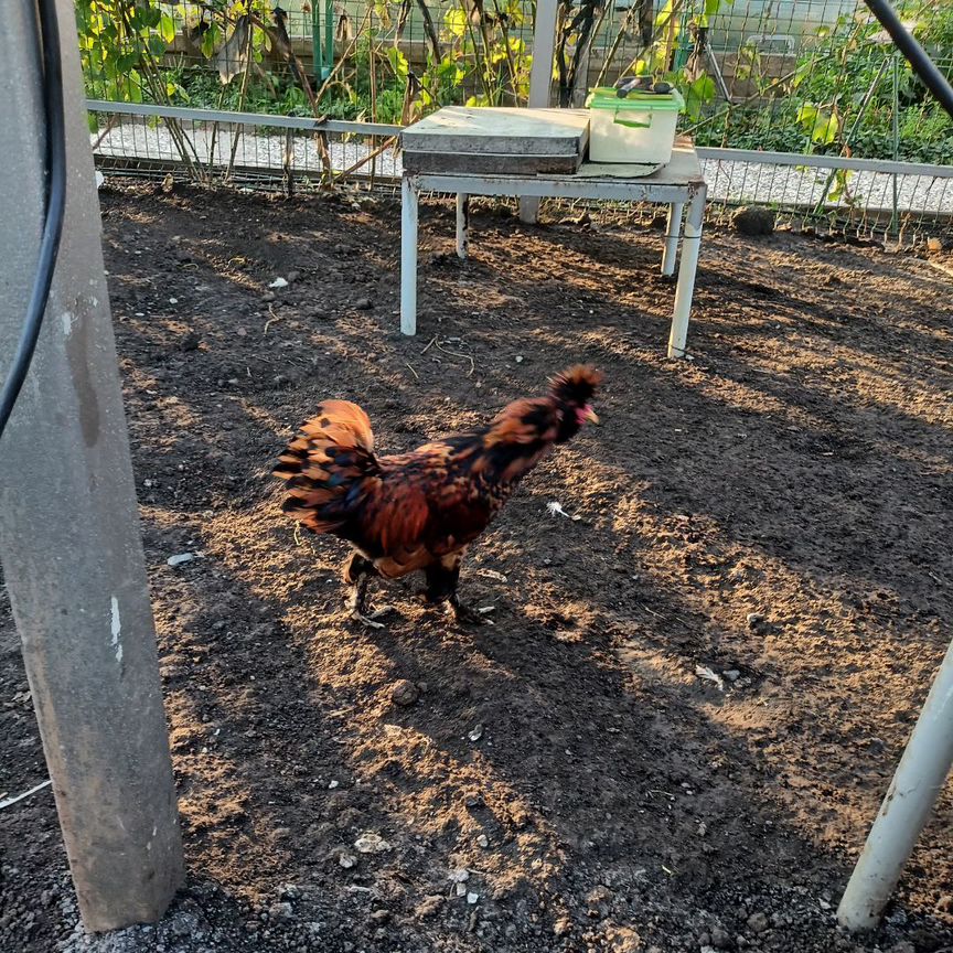 Куры петухи