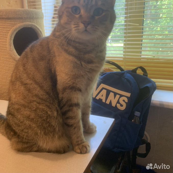 Отдам в добрые руки очаровательную кошечку