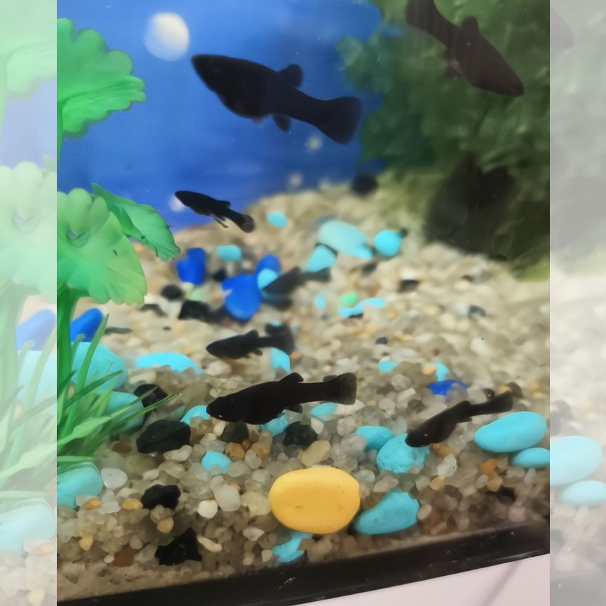 Мальки моллинезии черные