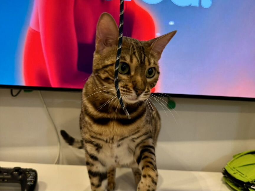 Бенгал в хорошие руки (1.5 года)