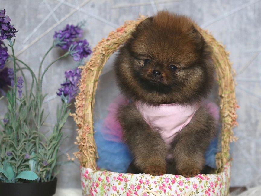 Балерина Померашка