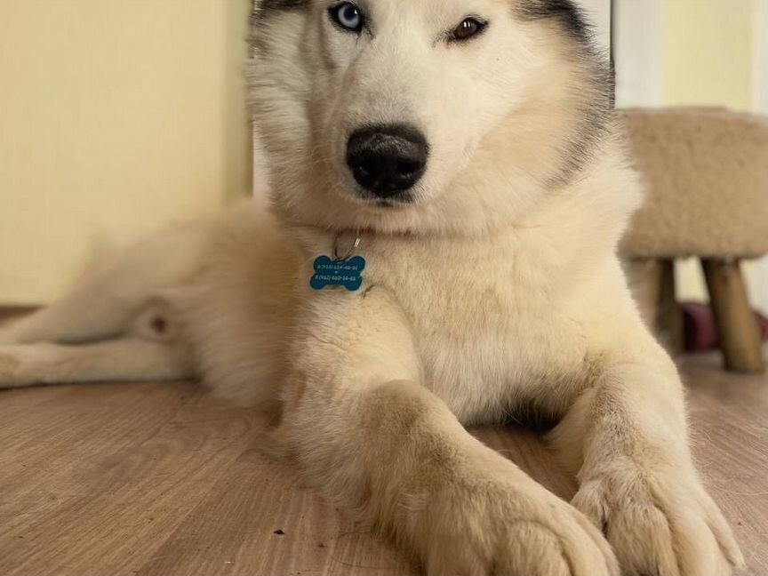 Спокойный хаски ищет дом
