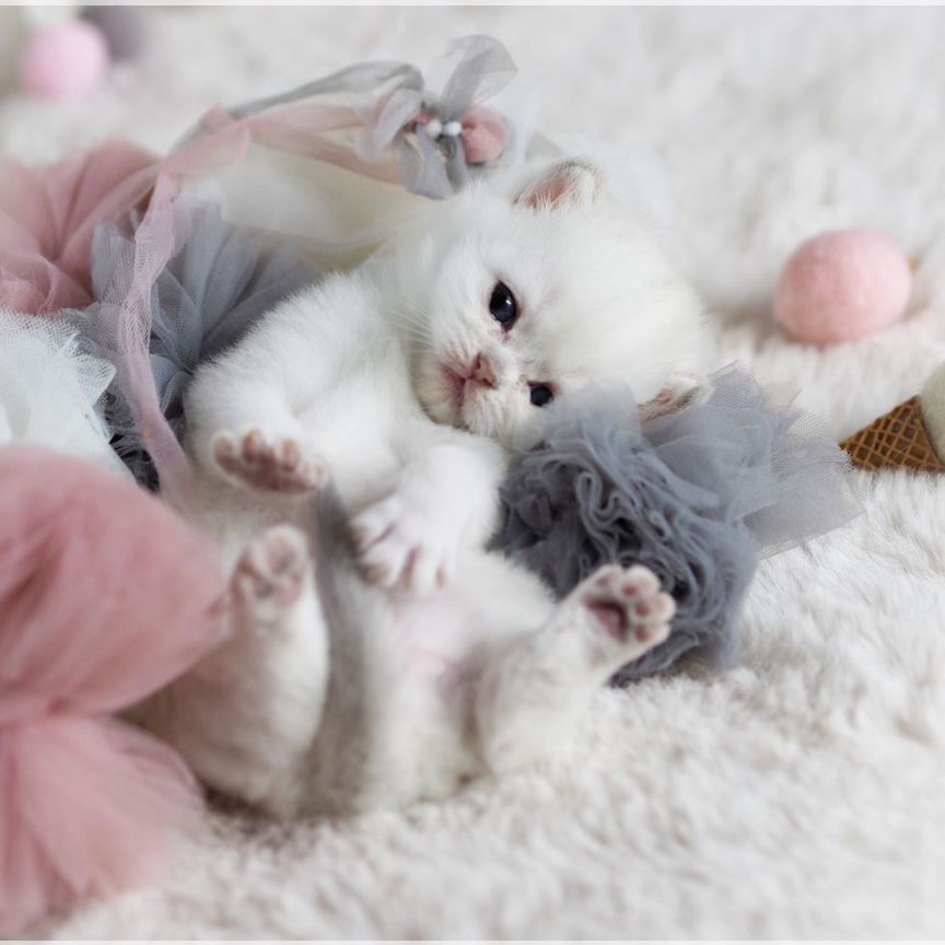 Британский котенок Улитка