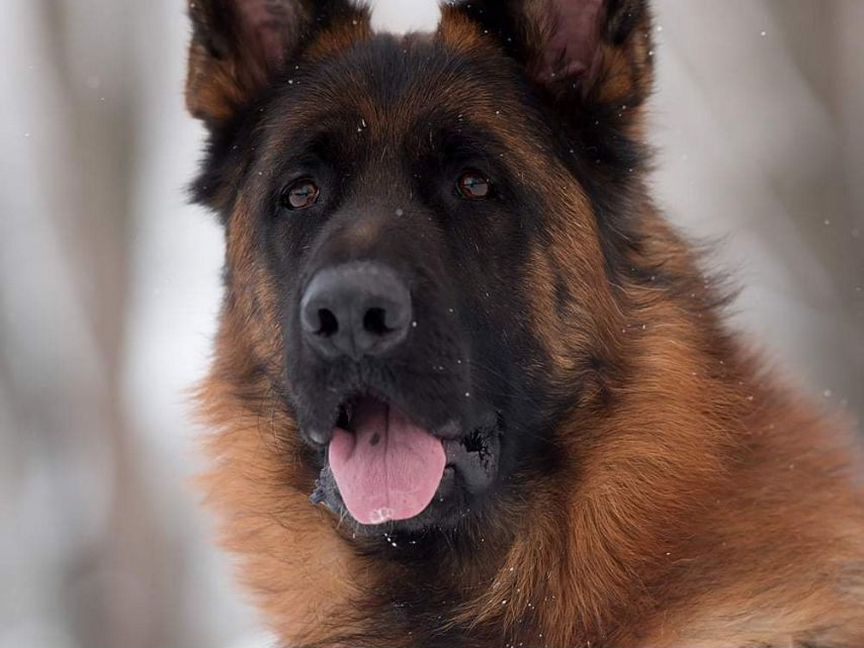 Щенки немецкой овчарки