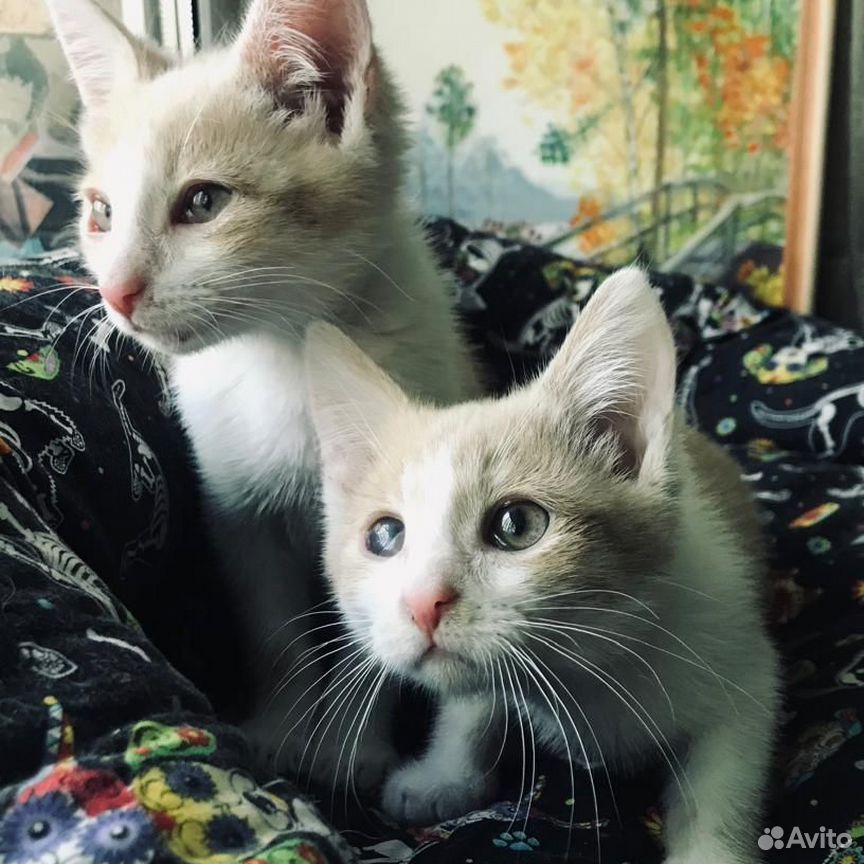 Котята 2 месяца