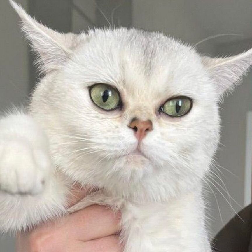 Шотландская кошечка